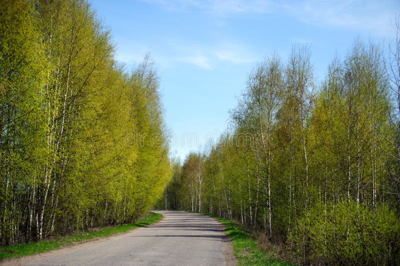 Curve of Road Along the Rows of the Spring Birch Trees Stock Image ...
