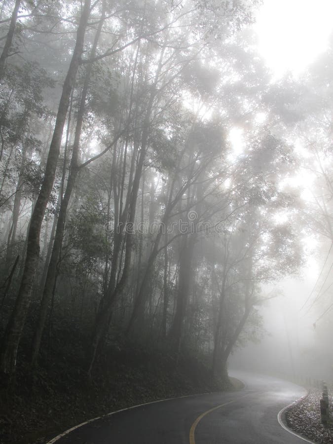 Road into the mist stock image. Image of beauty, growth - 1144785
