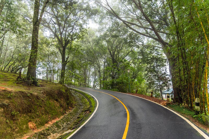 Curve Road Up Hill in Misty Forest Stock Image - Image of scene, nature ...