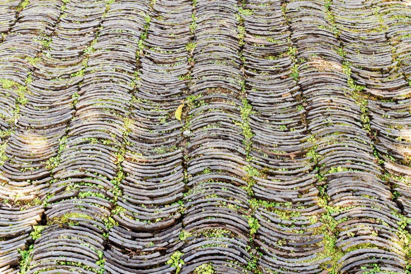 Curve Shape Stone Path Arrange on Floor Stock Photo - Image of sunshine ...