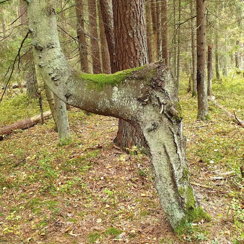 A Curve Tree in Forest Like a Chair Stock Image - Image of autumn ...
