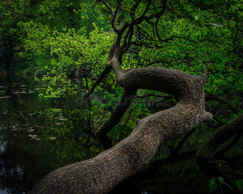 Curve Tree Growing in the Swamp Stock Photo - Image of plant, soil ...