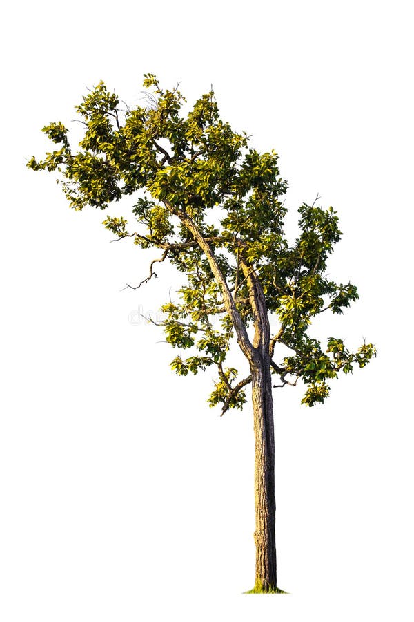 The curve of a tree trunk stock image. Image of needles - 99638811