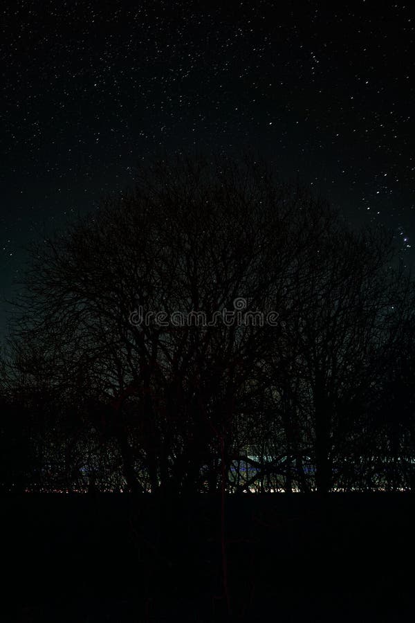 Curve of Tree without Leaves Silhouetted Against Night Sky with Stars ...