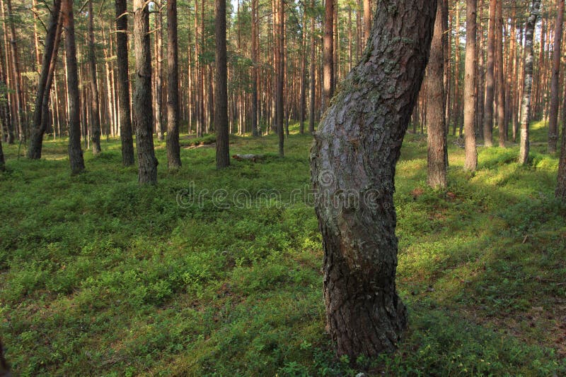 The curve of a tree trunk stock image. Image of needles - 99638811
