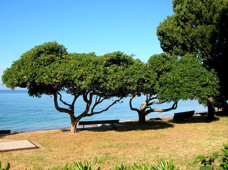 Curve trees stock photo. Image of blue, montenegro, seaside - 853290