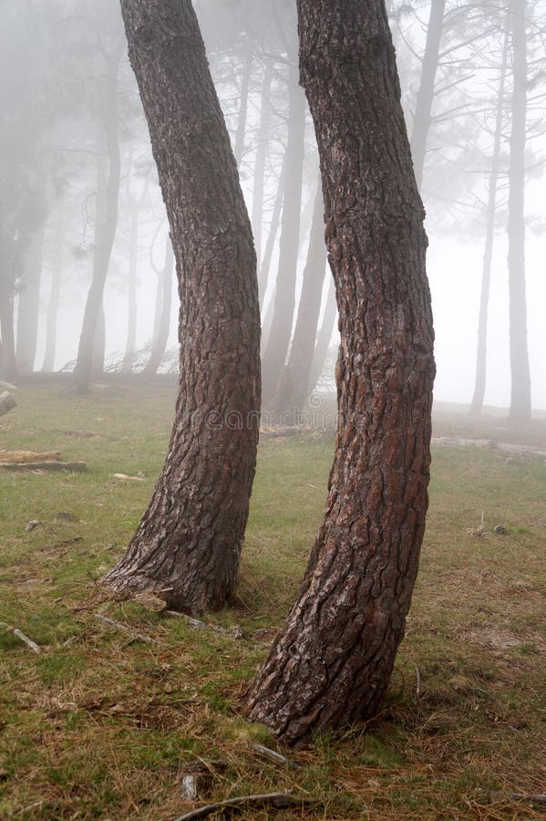 Curve trees stock image. Image of rural, background, trees - 49462819