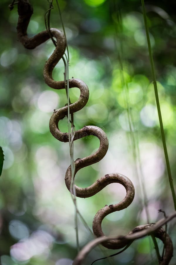 Curve vine in forest stock image. Image of climber, wild - 75941889