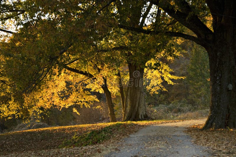 Curved Autumn Road with Large Trees Stock Photo - Image of peaceful ...
