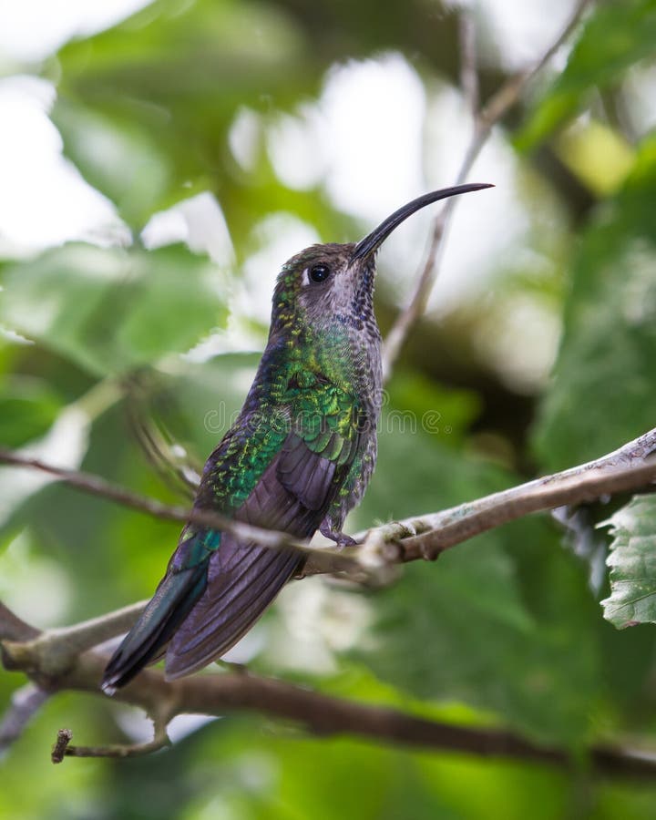 Curved beak hummingbird stock image. Image of scenic - 77373181