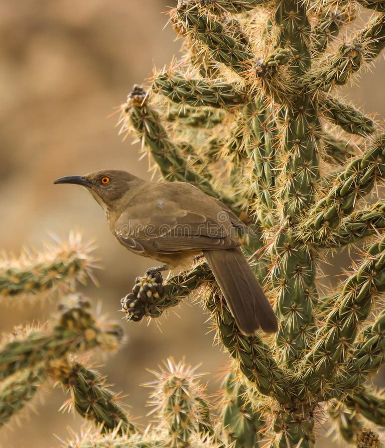A desert bird stock image. Image of birds, thrasher - 186895293