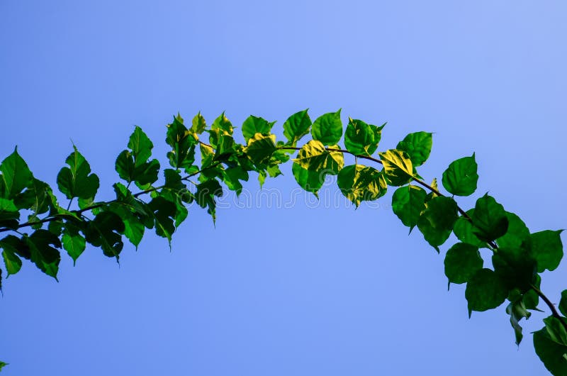 Curved Branches of Trees in a Misty Autumn Forest Stock Photo - Image ...