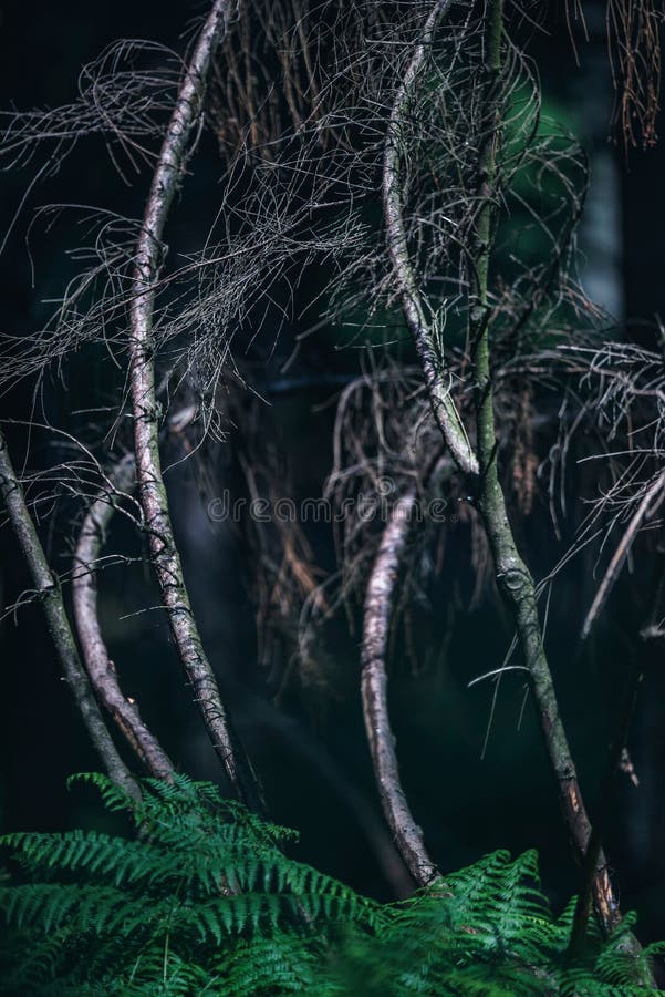 Curved Branches of a Palm Tree Against the Blue Sky Stock Photo - Image ...