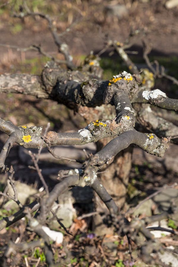 Curved Branches of Ornamental Tree Stock Photo - Image of spring ...