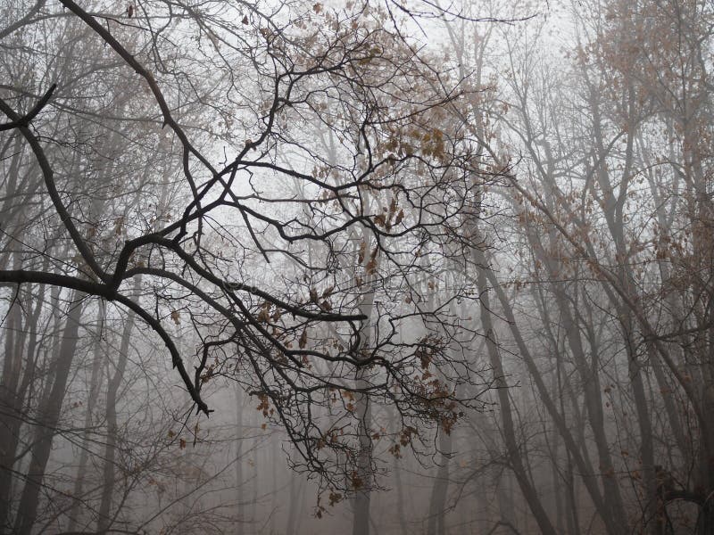 Curved Branches of Trees in a Misty Autumn Forest Stock Photo - Image ...