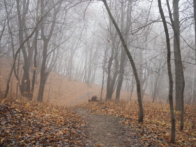Curved Branches of Trees in a Misty Autumn Forest Stock Photo - Image ...