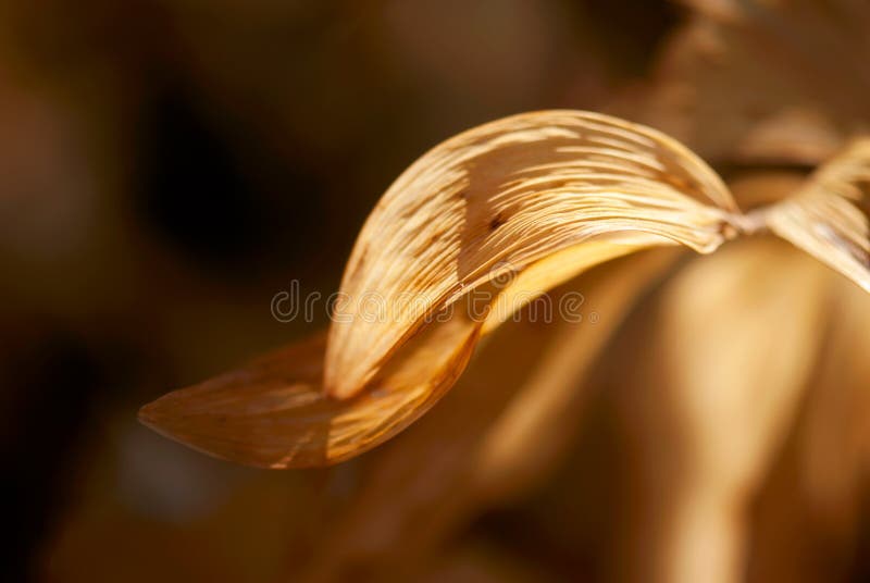 Brown Curved Leaf stock image. Image of glow, closeup - 163744333
