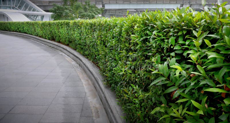 Curved Bush Fence Along the Walkway Stock Photo - Image of footpath ...