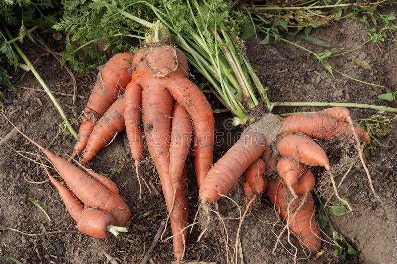 Curved Curved Carrots on the Background of the Ground. Crooked Roots in ...