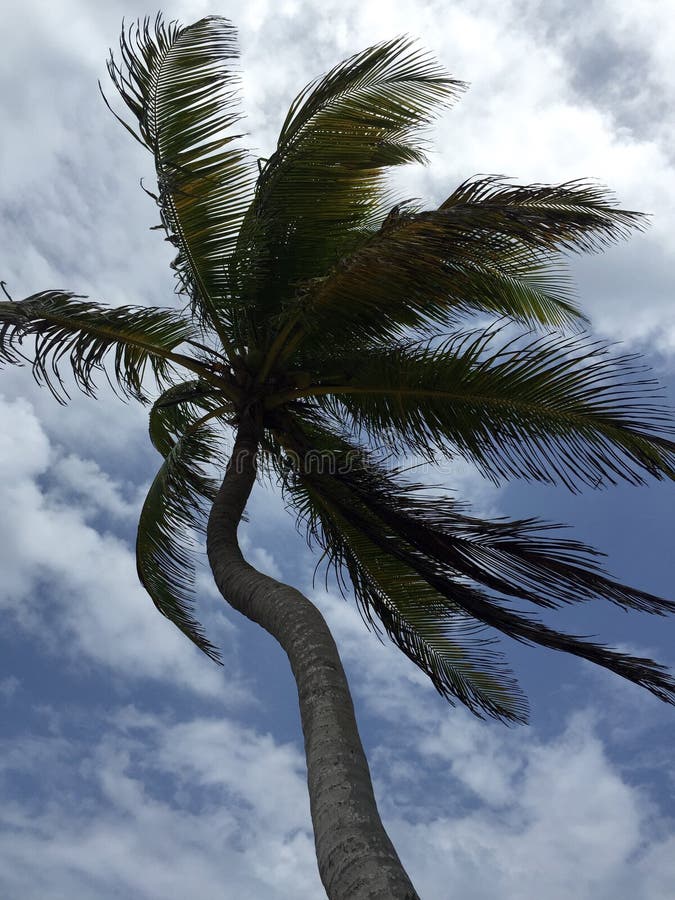 Curved coconut tree stock photo. Image of curved, ocean - 55576888