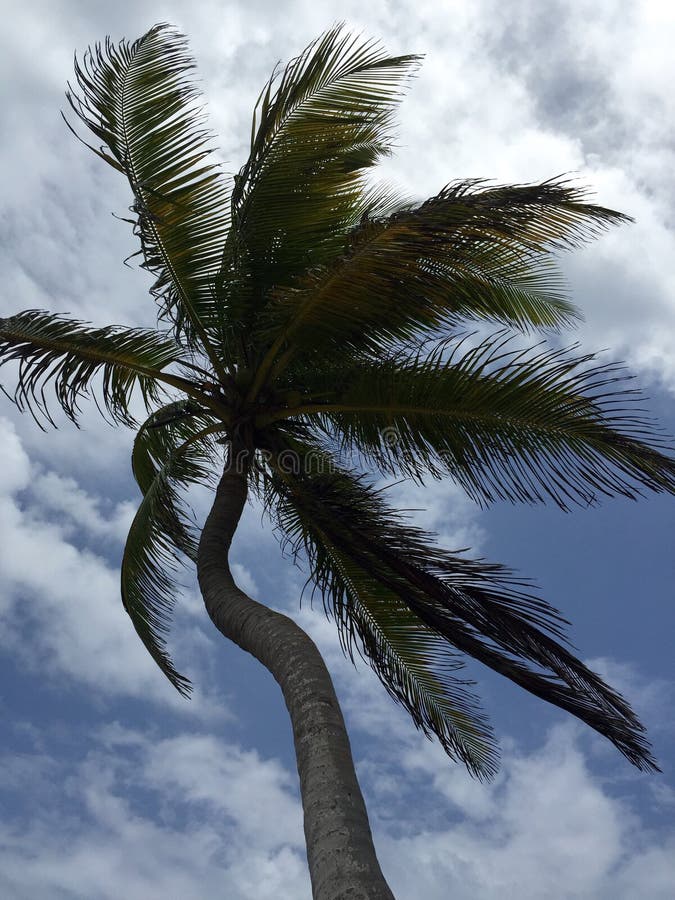 226 Curved Coconut Tree Stock Photos - Free & Royalty-Free Stock Photos ...