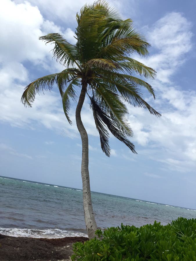 Curved coconut tree stock photo. Image of paradise, coconut - 55610496