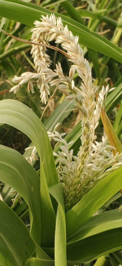 Curved Corn Tassel in Bloom Stock Image - Image of corn, beautiful ...