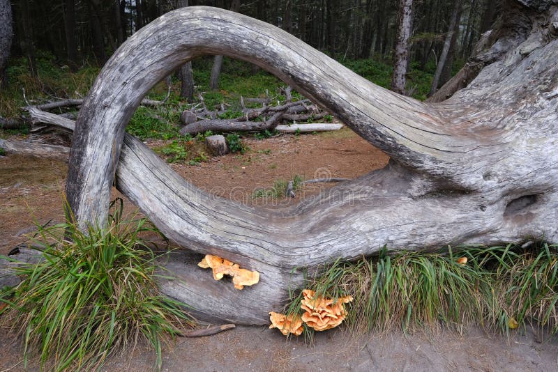 Curved Dead Branches and Orange Fungi Stock Photo - Image of park ...