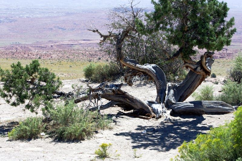 Curved Desert stock photo. Image of dead, hike, explore - 43061742