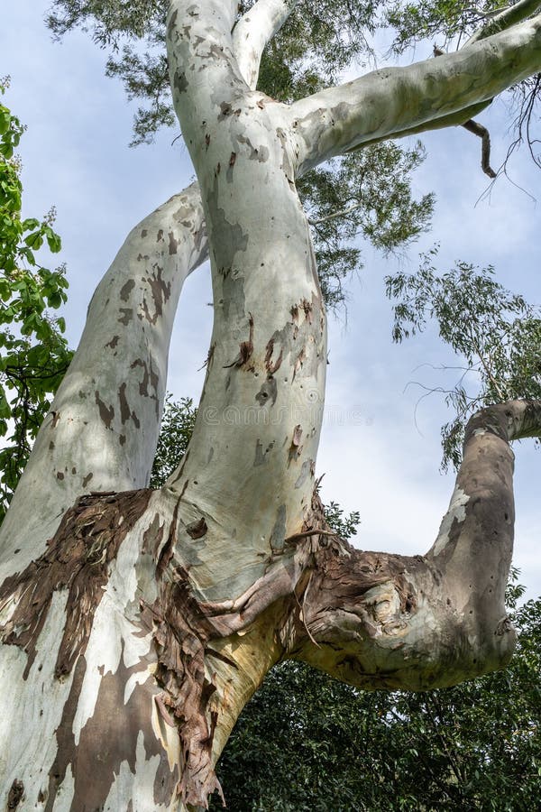 Curved Eucalyptus Tree Trunk with Peeling Bark and Smooth Surface ...