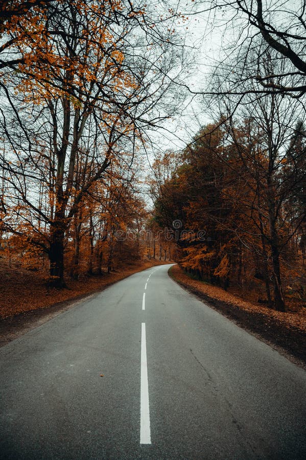Curved fall road stock photo. Image of tree, sunlight - 205486982