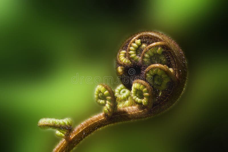 Fern stock photo. Image of green, fern, blossom, colourful - 8142376