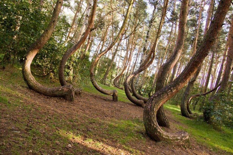 Curved forest stock photo. Image of crooked, beautiful - 17591954