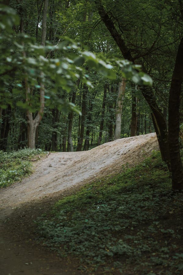 Curved Forest Footpath and Green Tall Trees Stock Image - Image of ...