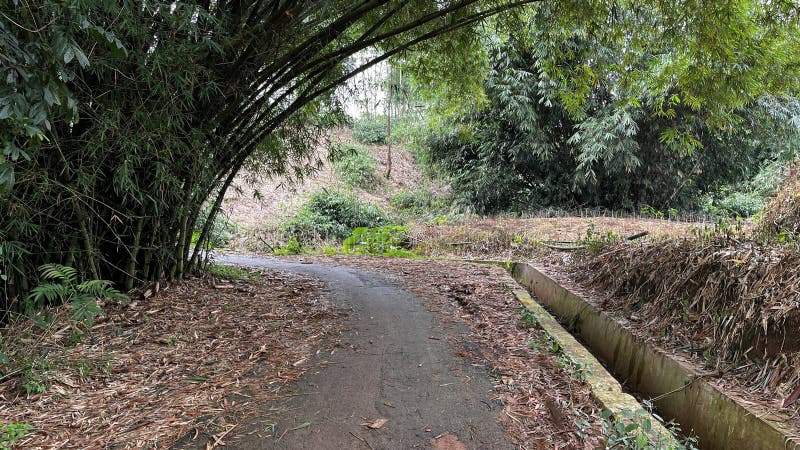 Curved Forest Pathway Under a Bamboo Canopy Stock Photo - Image of ...