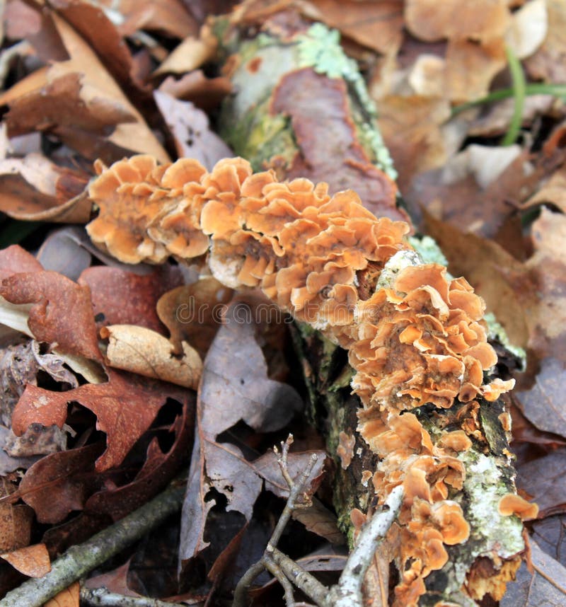 Curved fungus branch stock image. Image of bark, orange - 13575405