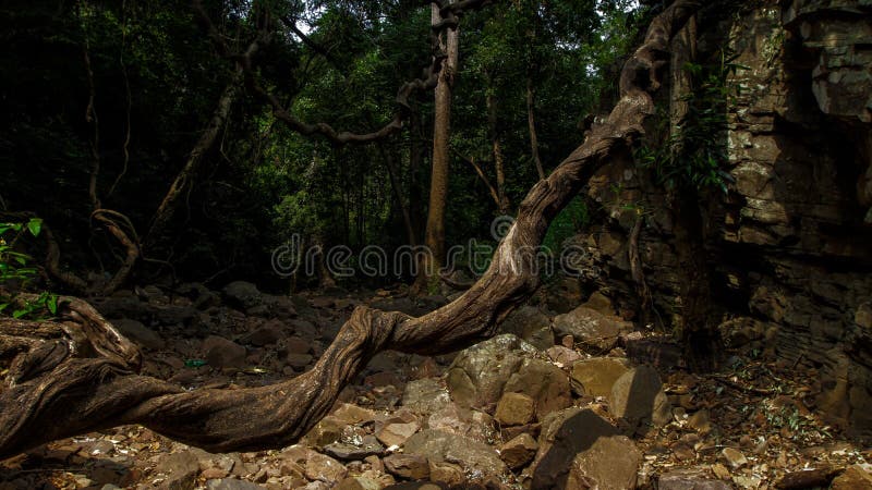 Curved Hanging Tree Branch in a Forest Stock Image - Image of woods ...