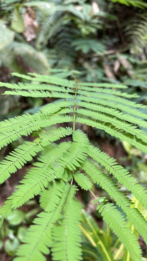 Curved Long Grass Blades Captured in Soft Light, Highlighting Natural ...