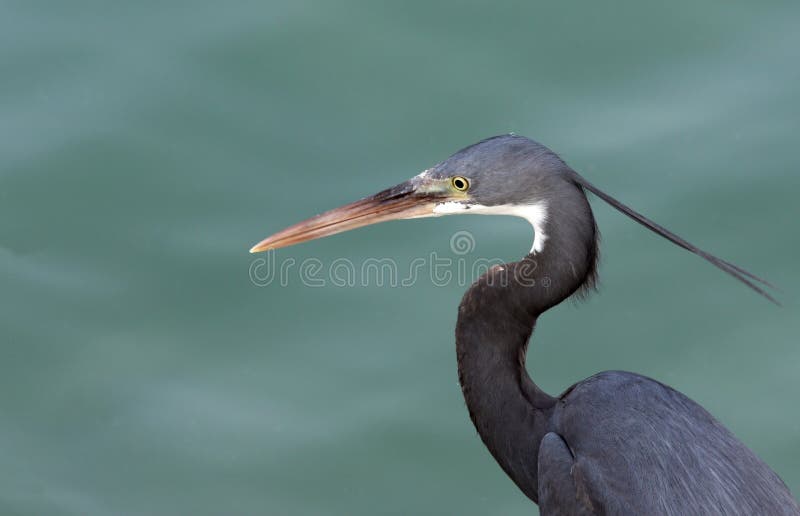 Bagula Stock Photos - Free & Royalty-Free Stock Photos from Dreamstime