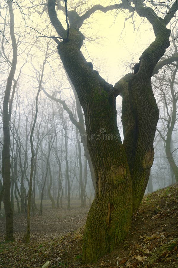 Curved oak stock photo. Image of valley, tree, foggy - 40136722