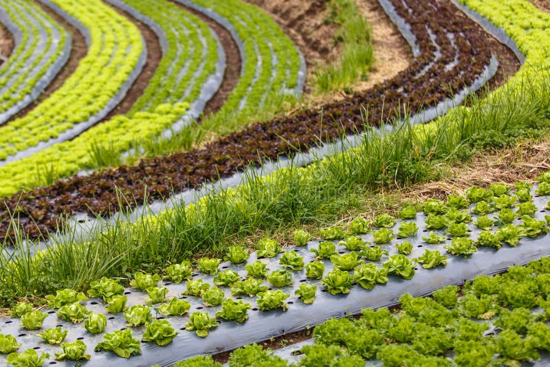 Curved Organic Vegetable Field Stock Photo - Image of line, lettuce ...