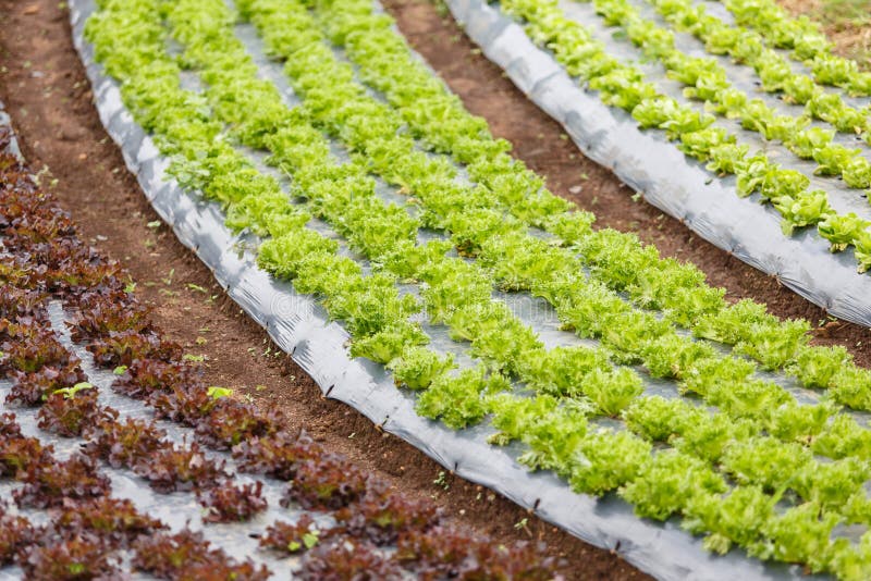 Curved Organic Vegetable Field Stock Photo - Image of garden, diet ...