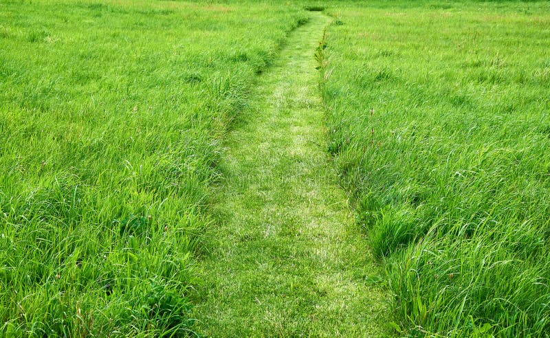 Nature Graas Field Stock Photos - Free & Royalty-Free Stock Photos from ...