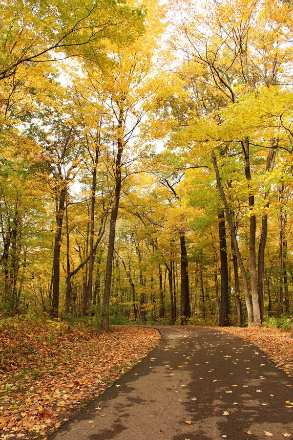 A Curved Pathway Lined with Fallen Leaves and Trees Will Fall Foliage ...