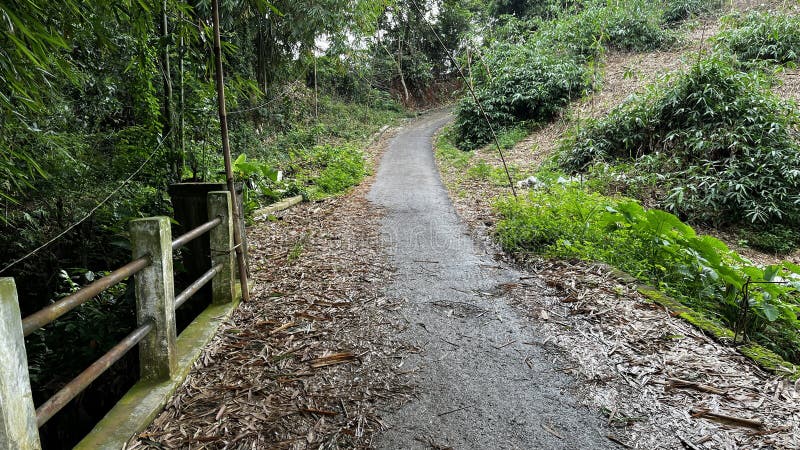 Narrow Pathway Amid Dense Vegetation with a Rustic Charm Stock Image ...