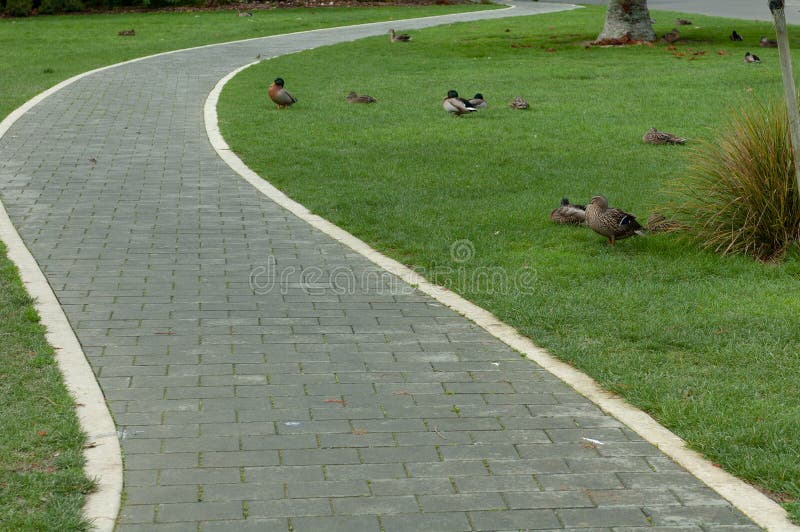 Curved Paved Pathway in a Park with Ducks Resting Aslongside Stock ...