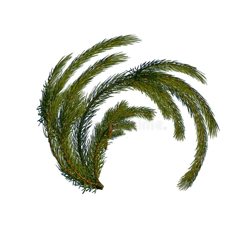 Curved pine tree trunk stock image. Image of daytime - 126847367