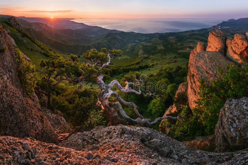Curved Pine Tree on a Cliff. a Picturesque View of the Cliffs, Green ...