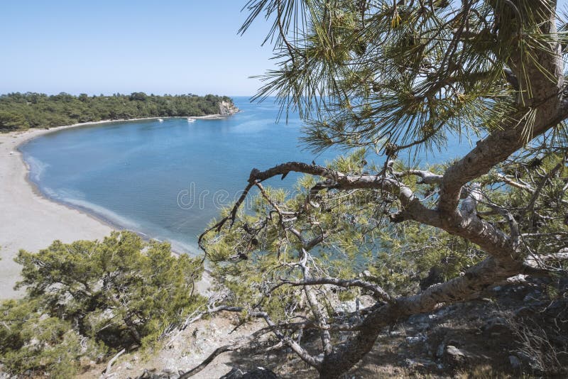 Pine tree on the bay stock image. Image of mediterranean - 258100085