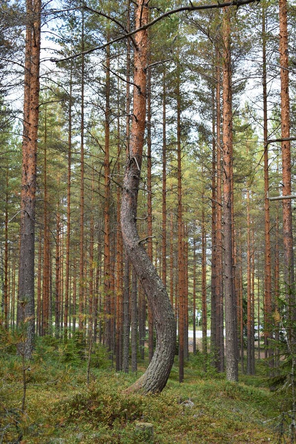 Curved pine tree trunk stock image. Image of daytime - 126847367